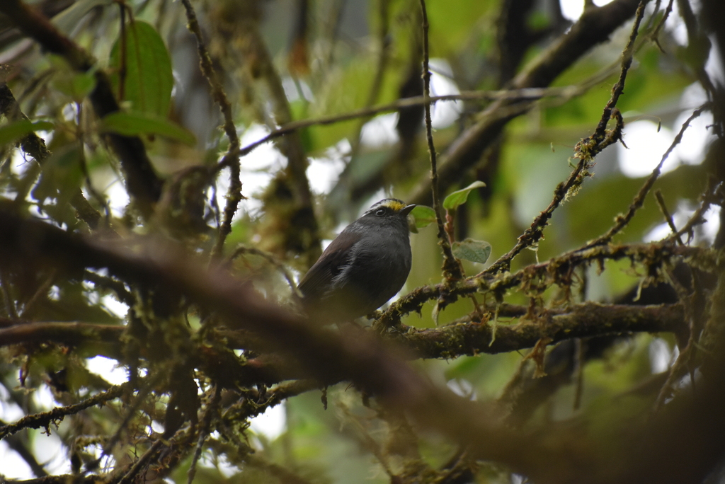 Perching Birds from Distrito Metropolitano de Quito, Ecuador on April ...