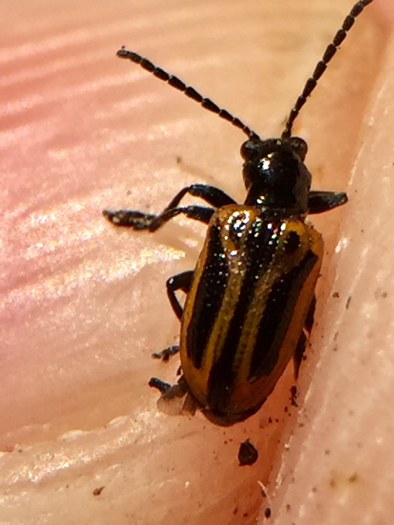 Tradescantia tip beetle from Hamilton, New Zealand on April 30, 2024 at ...