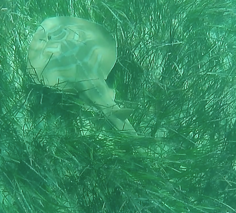 Banjo Ray from Northern Beaches Council, NSW, Australia on April 28 ...