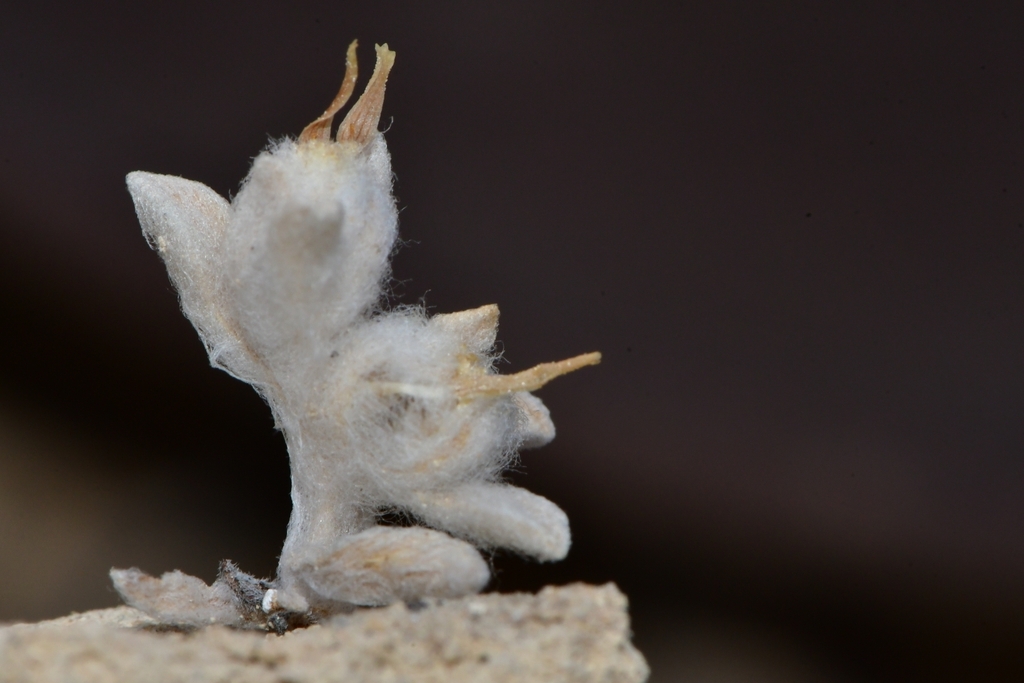 Tetraneurinae in April 2024 by Joey Santore. Possible undescribed ...