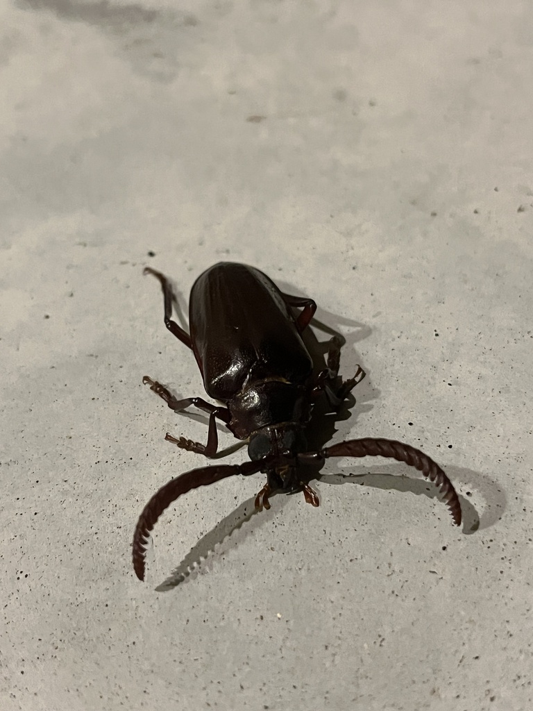 Tile-horned Prionus from Attwater Rd, Cat Spring, TX, US on April 29 ...