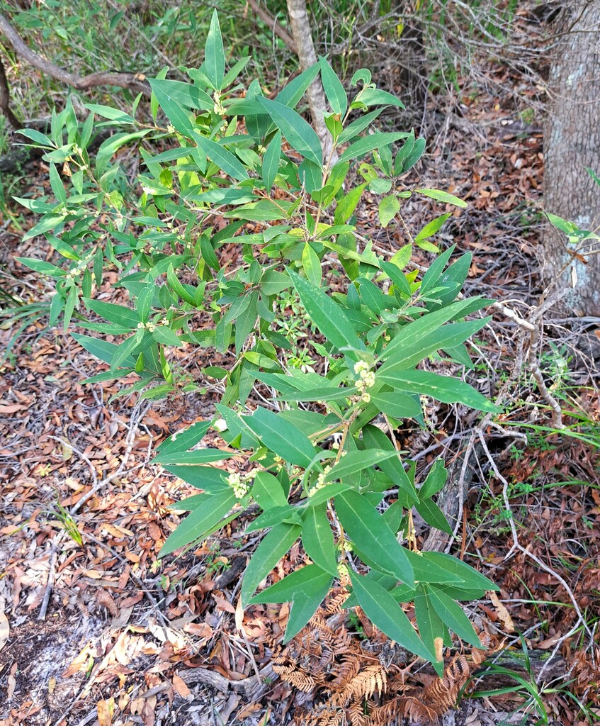 Notelaea longifolia from Sydney NSW, Australia on April 29, 2024 at 11: ...