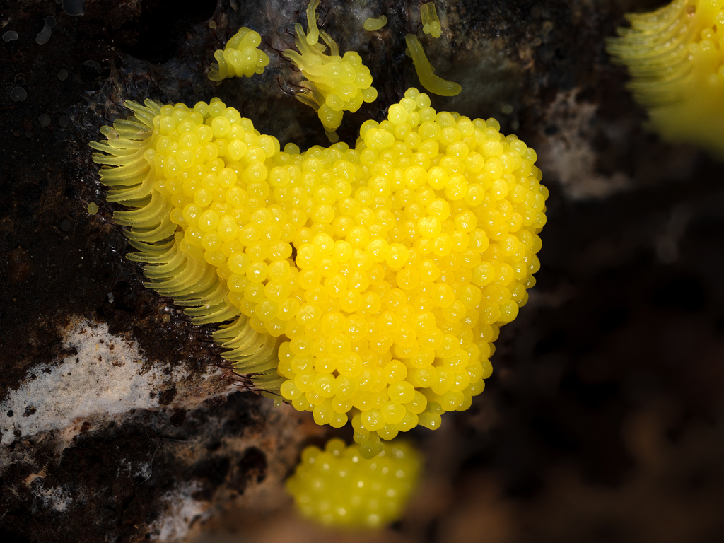 Stemonitis axifera from Clackamas County, OR, USA on April 27, 2024 at ...