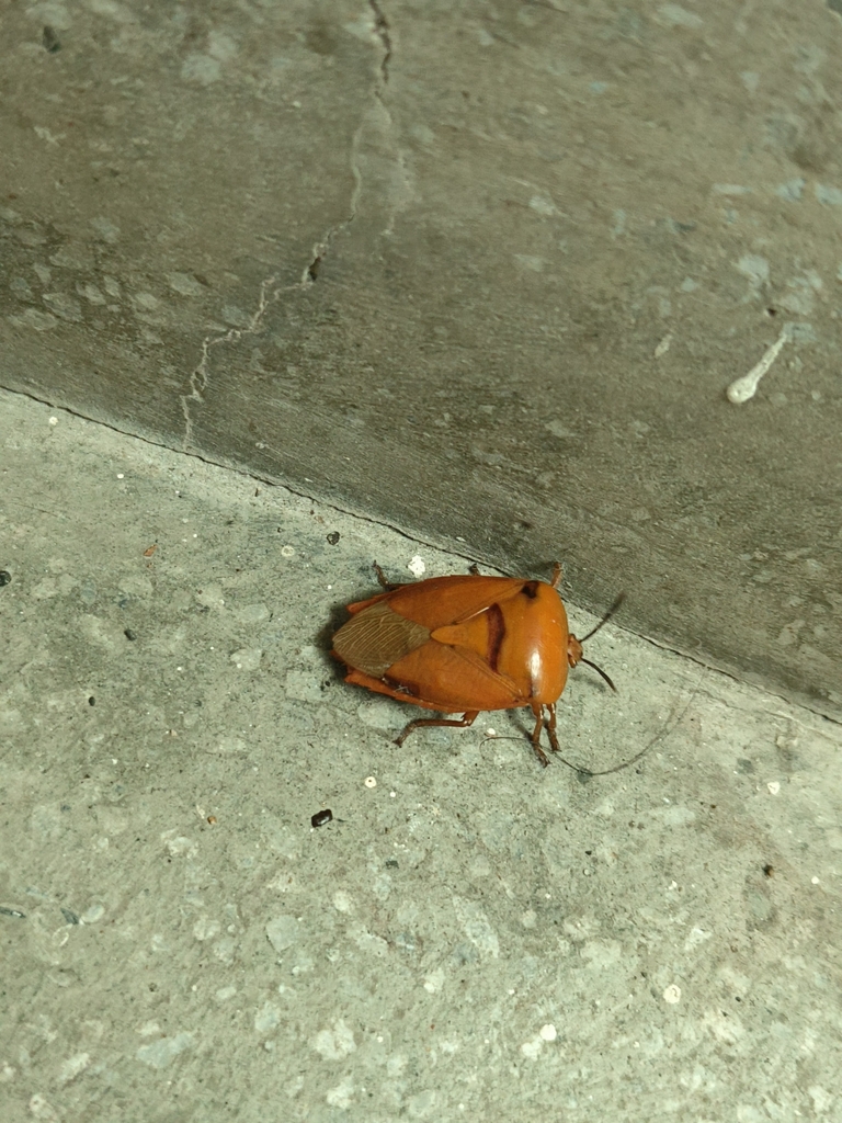 Lychee Stink Bug from Taipei, TW-TP, TW on April 30, 2024 at 12:23 PM ...