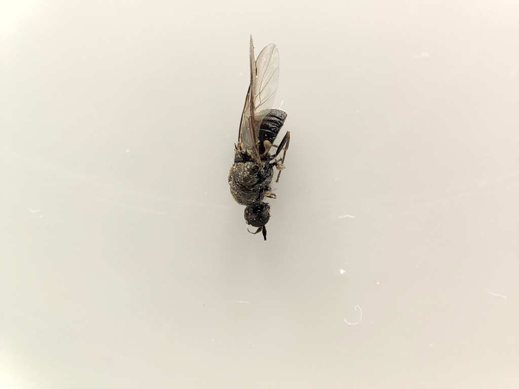 Maackiana from Beijing, Beijing, CN on April 4, 2024 at 10:02 AM by ...