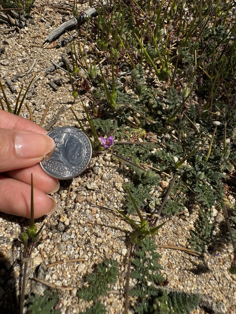 Redstem Stork's-bill from Joshua Tree National Park, Desert Hot Springs ...