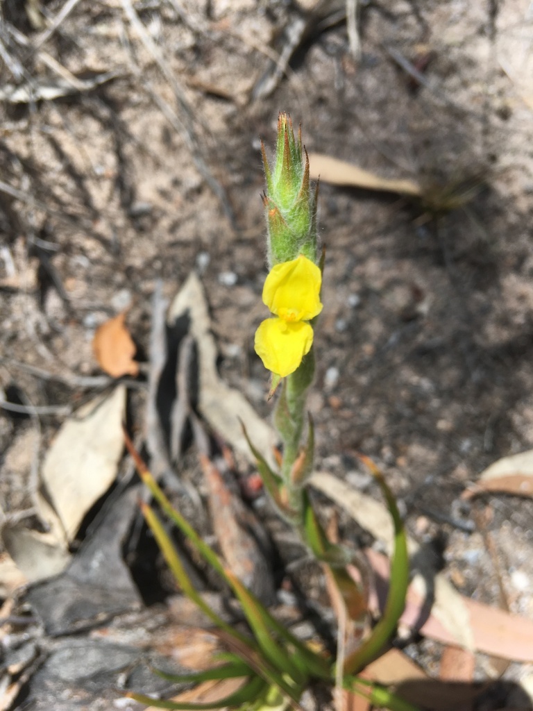 woolly frog's-mouth from Mount Zero-Taravale Nature Refuge, Paluma, QLD ...