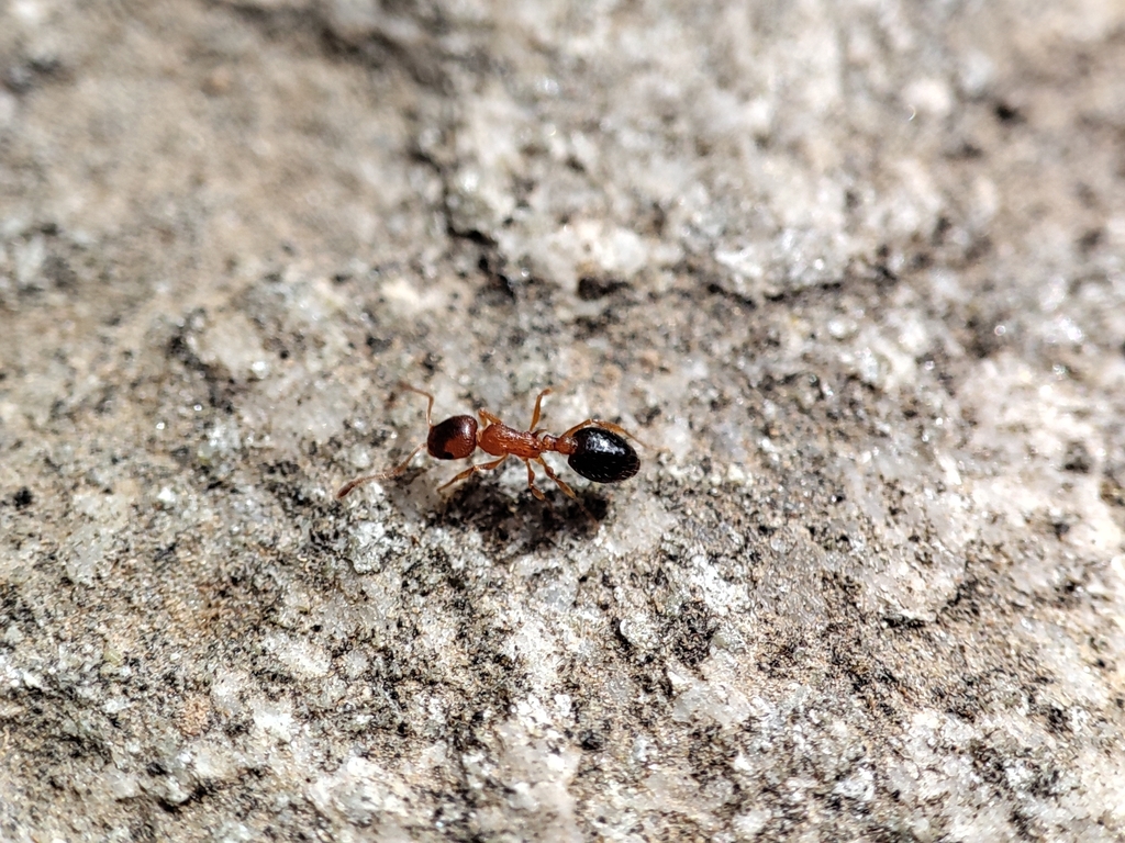 Acorn Ants and Allies from Beijing, Beijing, CN on April 7, 2024 at 01: ...