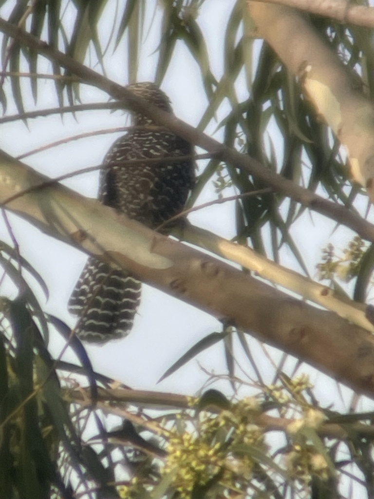 Asian Koel from Gowlidoddi, Hyderabad, TG, IN on November 12, 2023 at ...