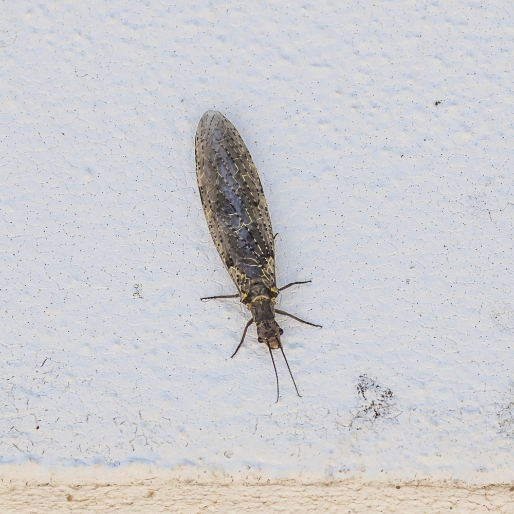 Spring Fishfly from Lake Wateree State Park, SC, USA on April 29, 2024 ...