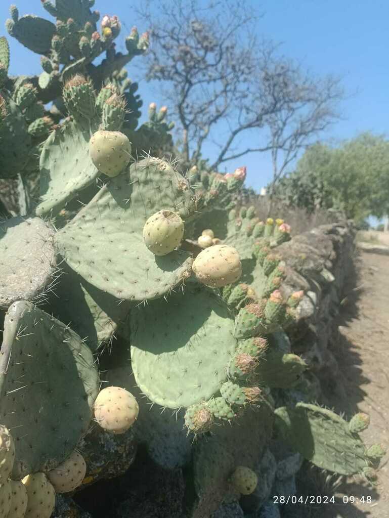 Opuntia joconostle from 42475 san Sebastián Tenichtitlán, Hgo., México ...