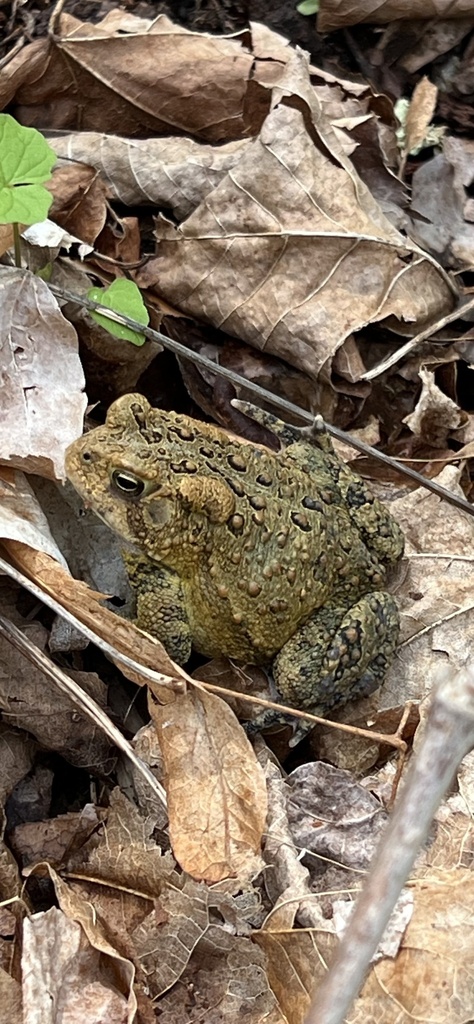 American Toad from Upper St. Clair, PA, US on April 27, 2024 at 12:45 ...