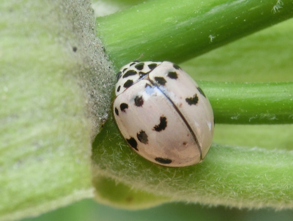 Ashy Gray Lady Beetle from 638台灣雲林縣麥寮鄉 on April 30, 2024 at 09:49 AM by ...