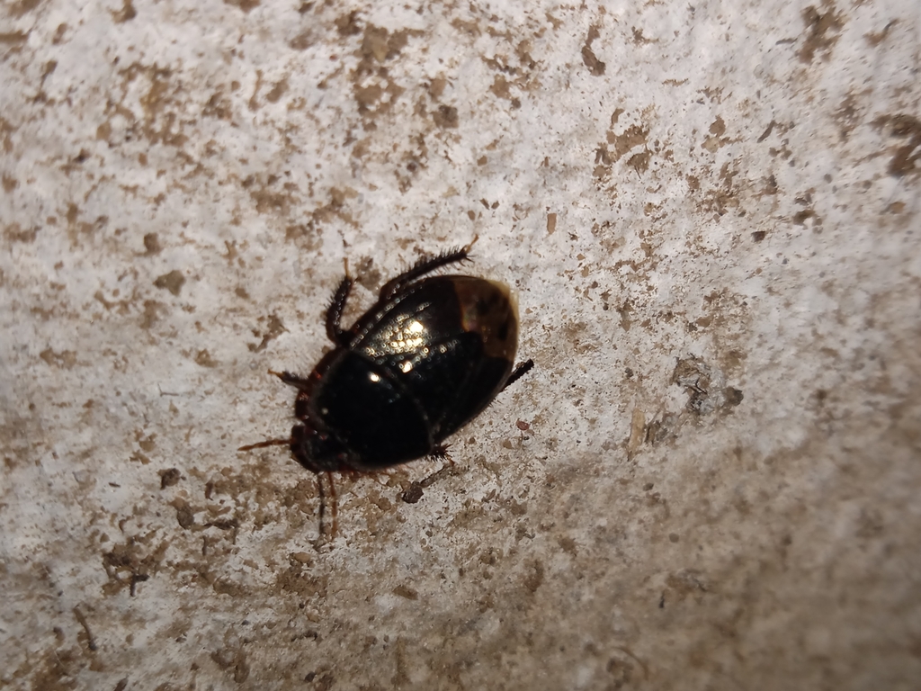 Two-lined Burrowing Bug from San José del Bajío, Zapopan, Jal., México ...