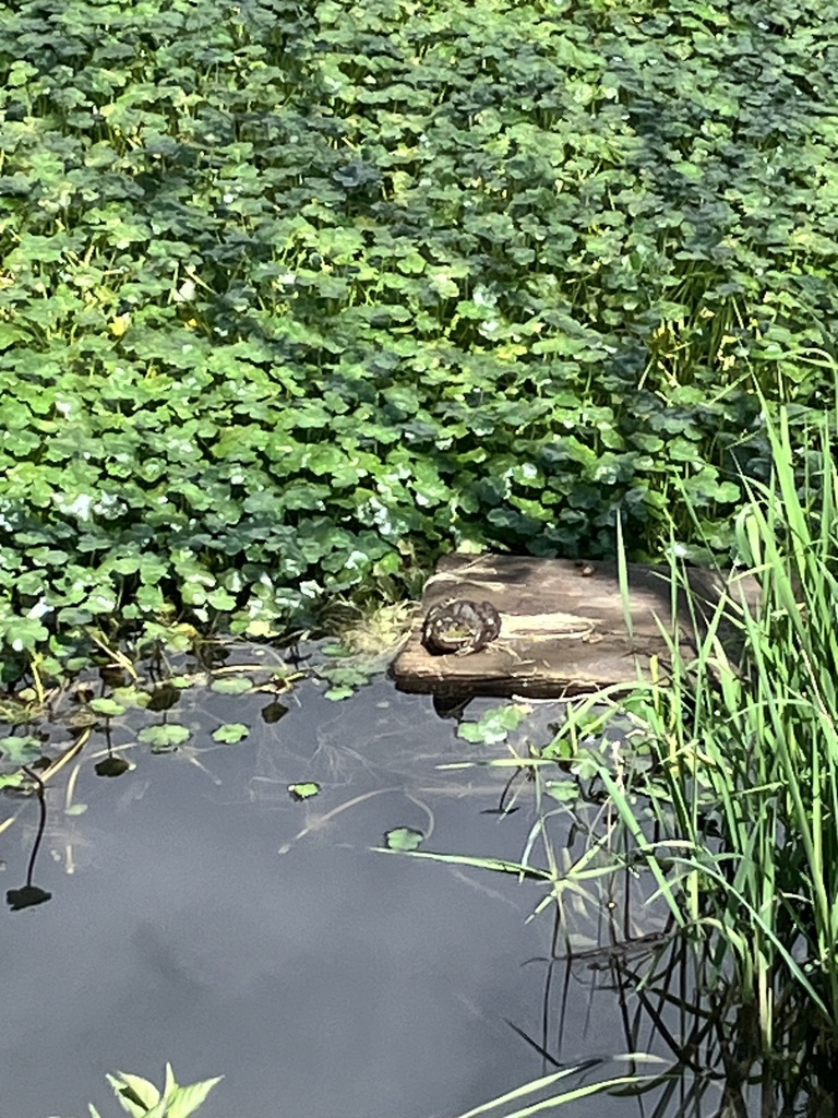 American Bullfrog from University of Washington, Seattle, WA, USA on ...