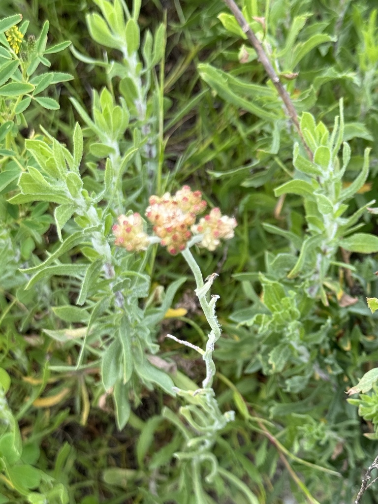 California cudweed from Bolsa Chica Ecological Reserve, Huntington ...