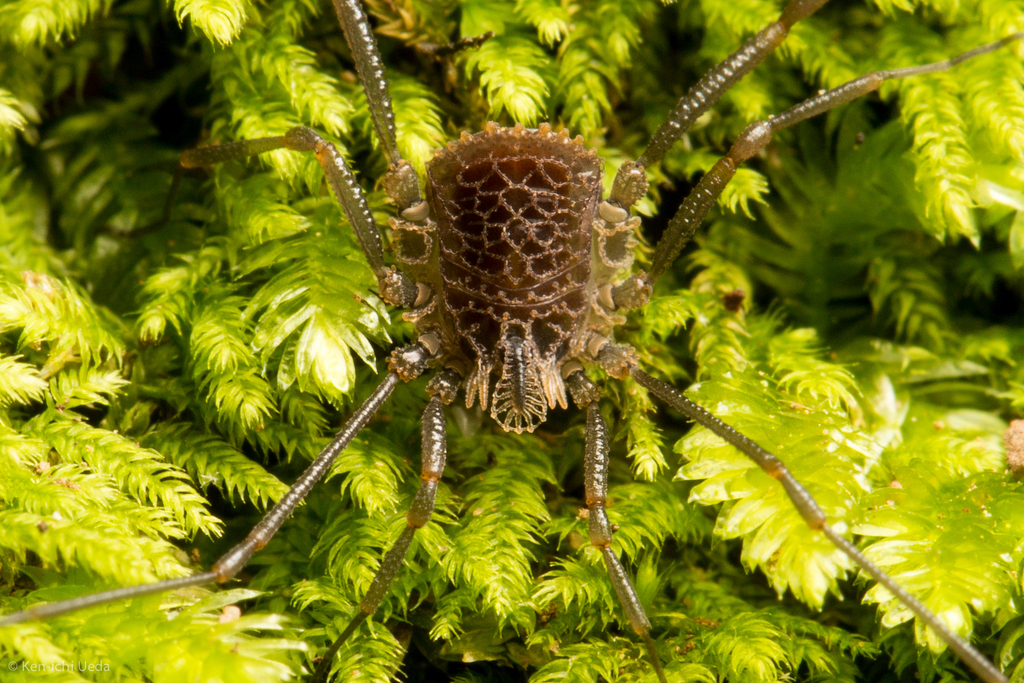 Ortholasma rugosum from San Mateo County, CA, USA on April 27, 2019 at ...