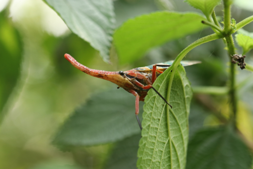 Litchi Lantern Bug from Shuen Wan, Hong Kong on April 29, 2024 at 02:47 ...