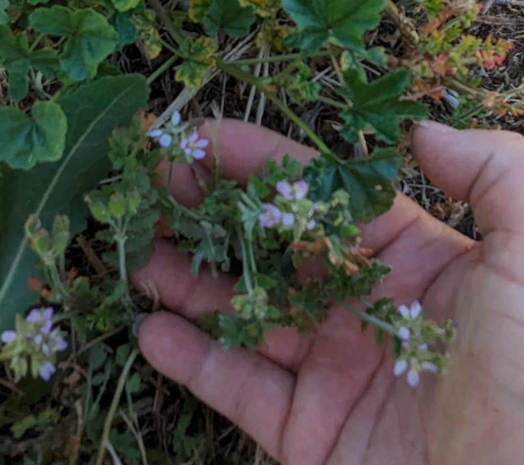 musk stork's-bill from Granada Hills North, Los Angeles, CA 91344, USA ...