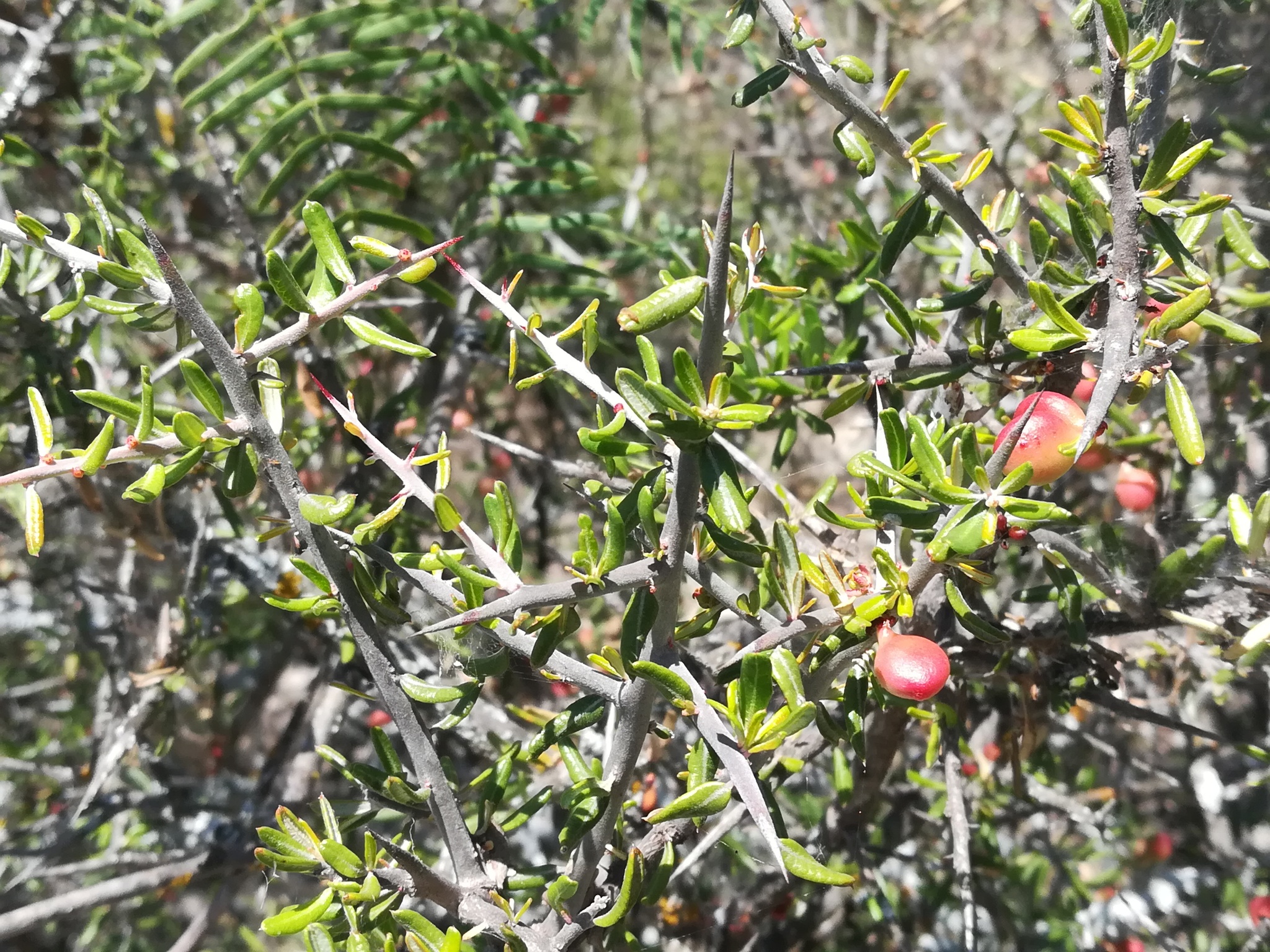 Castela erecta subsp. texana (Torr. & A.Gray) Cronquist