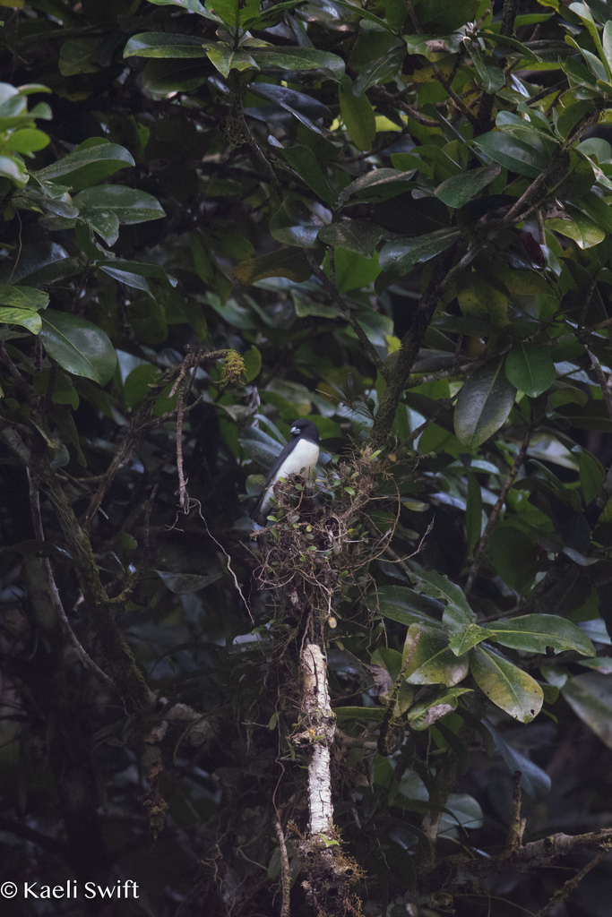 Palau White-breasted Woodswallow in December 2023 by kaeliswift · iNaturalist