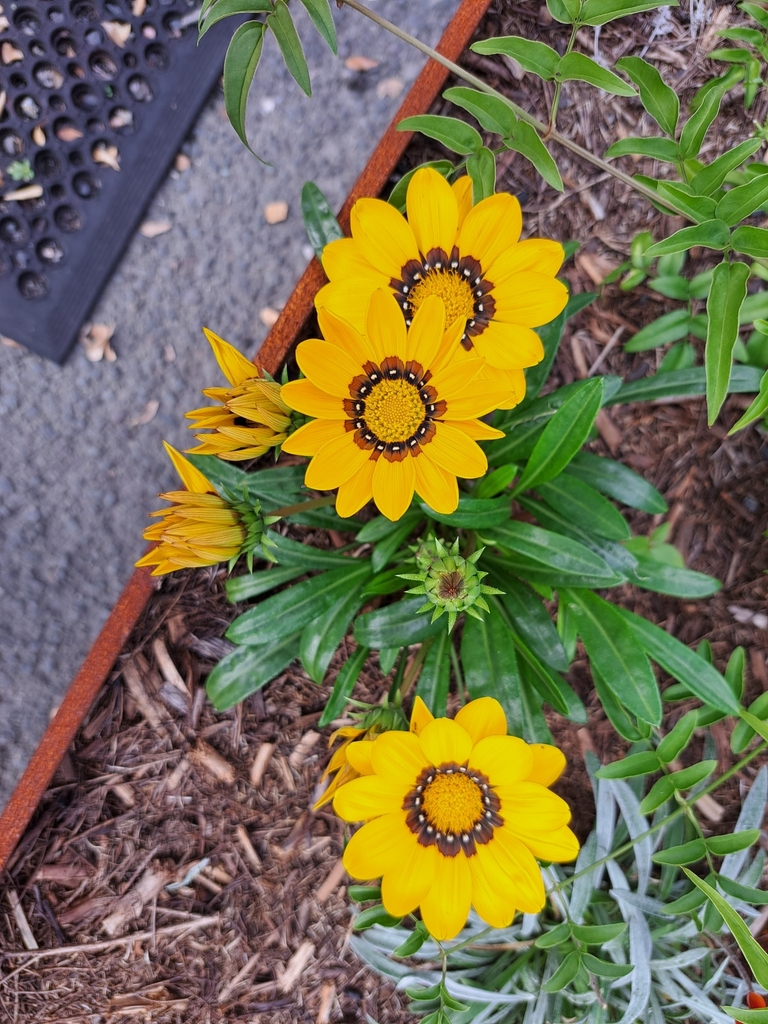 Treasure Flowers from Yandina QLD 4561, Australia on April 30, 2024 at ...