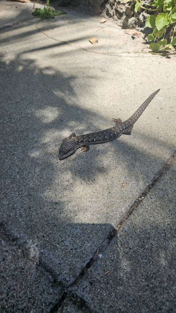 San Diego Alligator Lizard from Los Feliz / Hillhurst, Los Angeles, CA ...