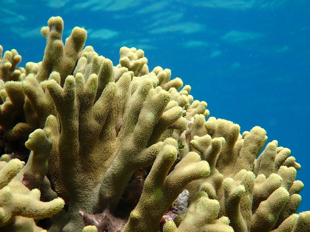 Yellow Finger Coral in April 2024 by Olivia Bañez · iNaturalist