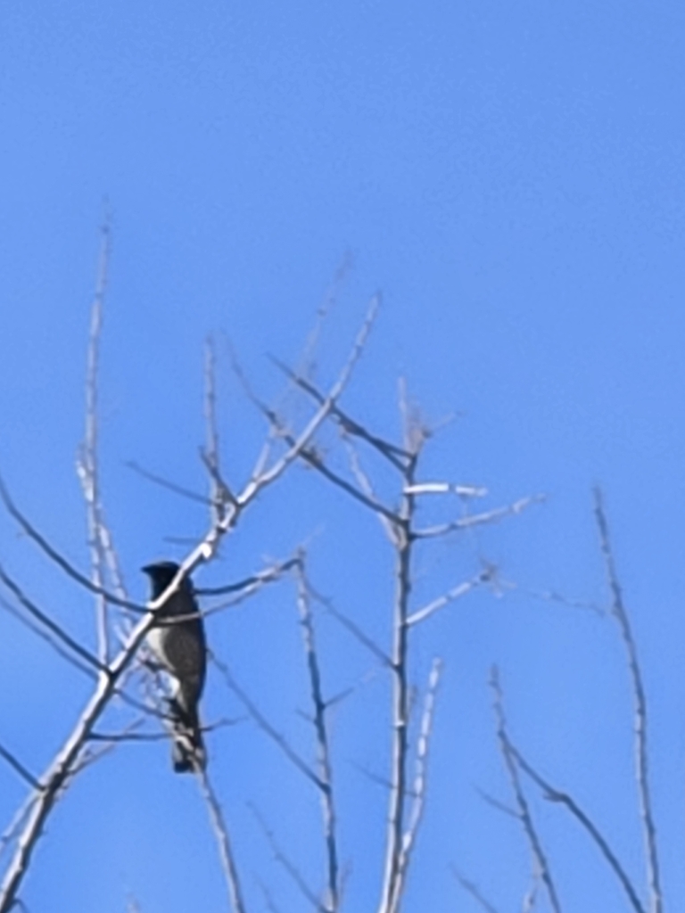 Perching Birds from Joshua Tree National Park, Riverside County, US-CA ...
