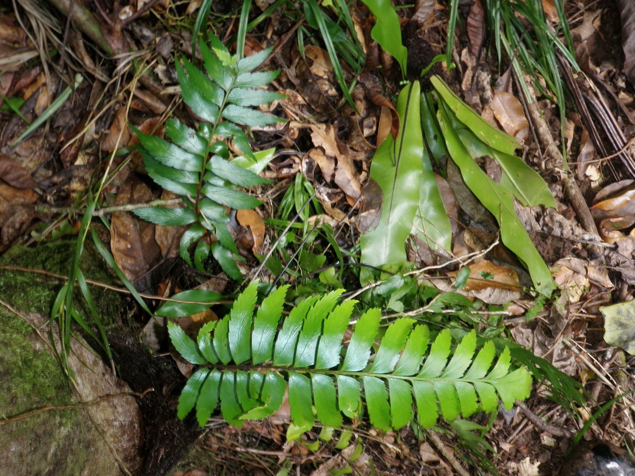 Asplenium listeri C.Chr.