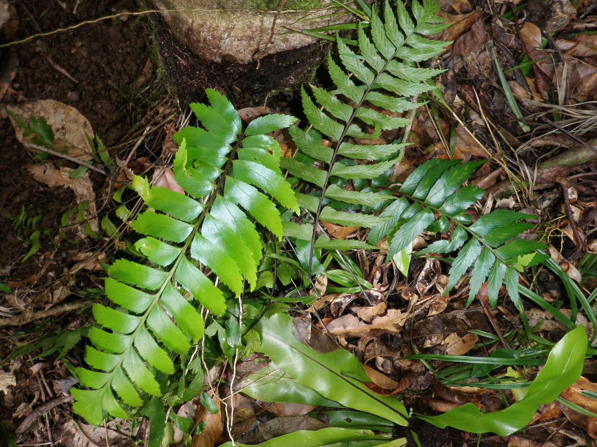 Asplenium listeri C.Chr.
