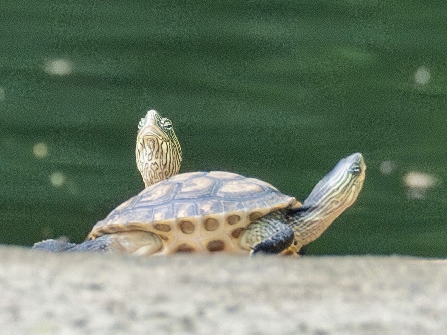 Common thread turtle in April 2024 by rainyang · iNaturalist