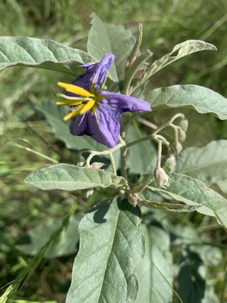 silverleaf nightshade from O. P. Schnabel Park, San Antonio, TX, US on ...