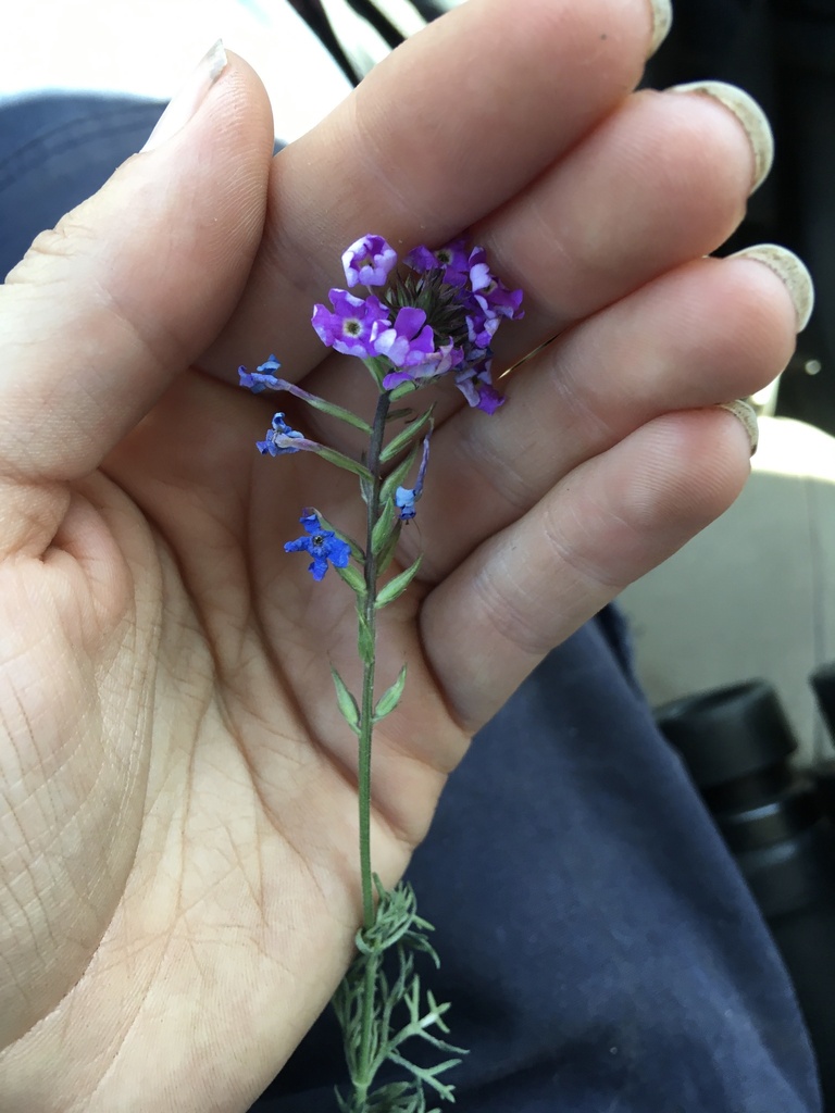South American mock vervain from Pilliga State Conservation Area, The ...