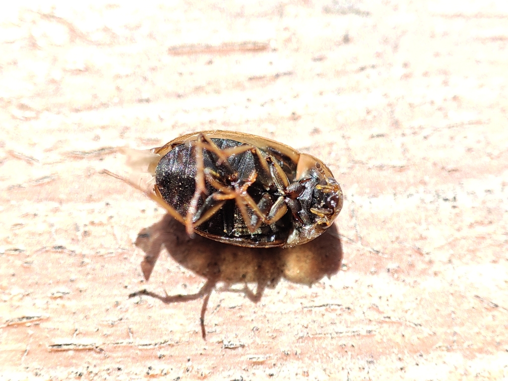 Enochrus simulans from Beijing, Beijing, CN on April 7, 2024 at 11:27 ...