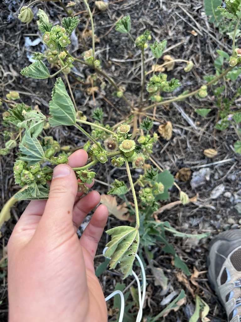 cheeseweed mallow from Russell Blvd, Davis, CA, US on April 29, 2024 at ...