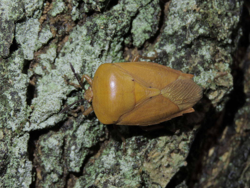 Lychee Stink Bug from 232台灣新北市坪林區 on April 27, 2024 at 10:07 AM by 大俠 ...