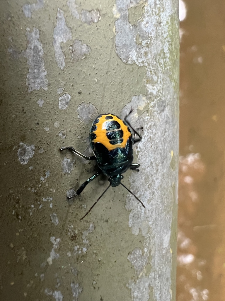 Blue Shield Bug from Tai Lam, New Territories, HK on April 29, 2024 at ...