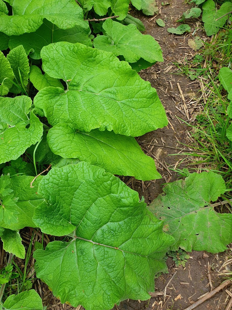 burdocks from Stoke Park on April 26, 2024 at 05:01 PM by Sean Crocker ...
