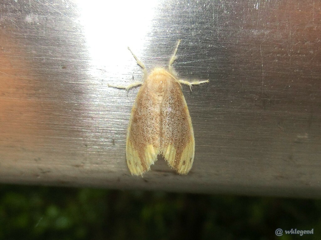 Arna bipunctapex from Kwun Tong, HK on April 30, 2024 by wklegend ...