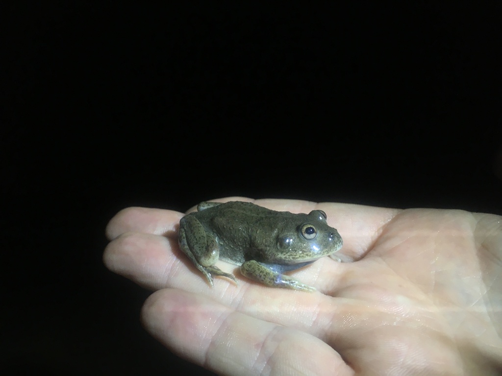 Eastern Water-holding Frog from Newell Highway, Bohena Creek, NSW, AU ...