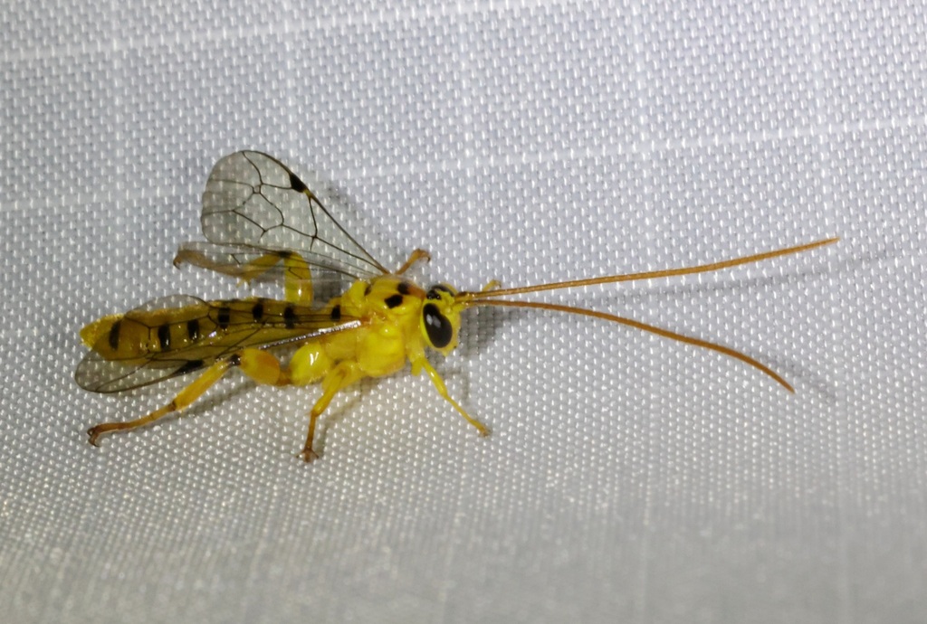 Xanthopimpla brachycentra brachycentra from Hong Kong on April 27, 2024 ...