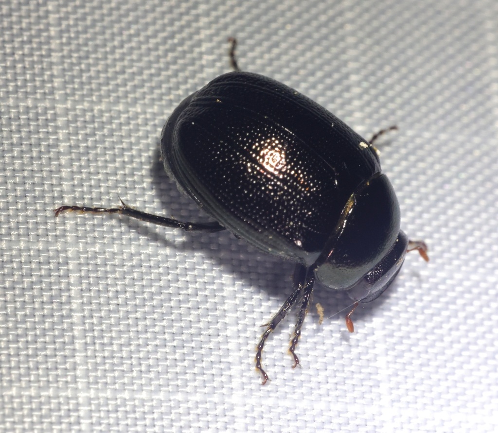 Apogonia splendida from Hong Kong on April 27, 2024 at 07:41 PM by sk2 ...