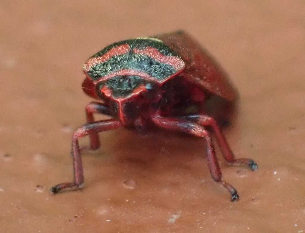 Plain Red Spittlebug from Pledge Nature Reserve, Knysna, 6570, South ...