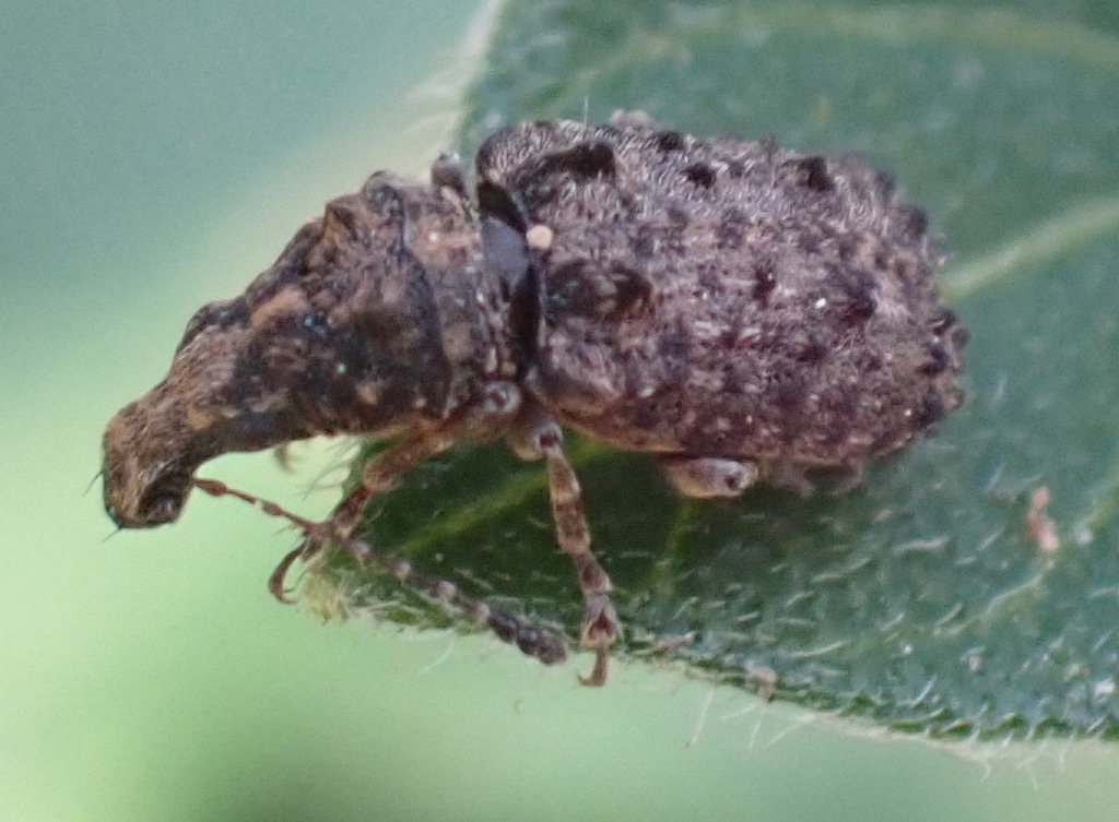 True Weevils from Pledge Nature Reserve, Knysna, 6570, South Africa on ...