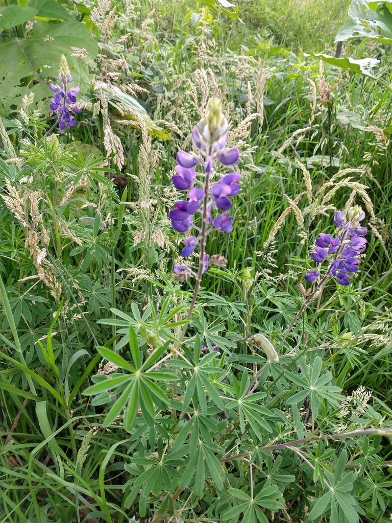 (Lupinus bogotensis) - Botanical Realm