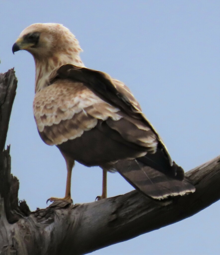 African Harrier-Hawk from Cape Farms, Cape Town, South Africa on April ...