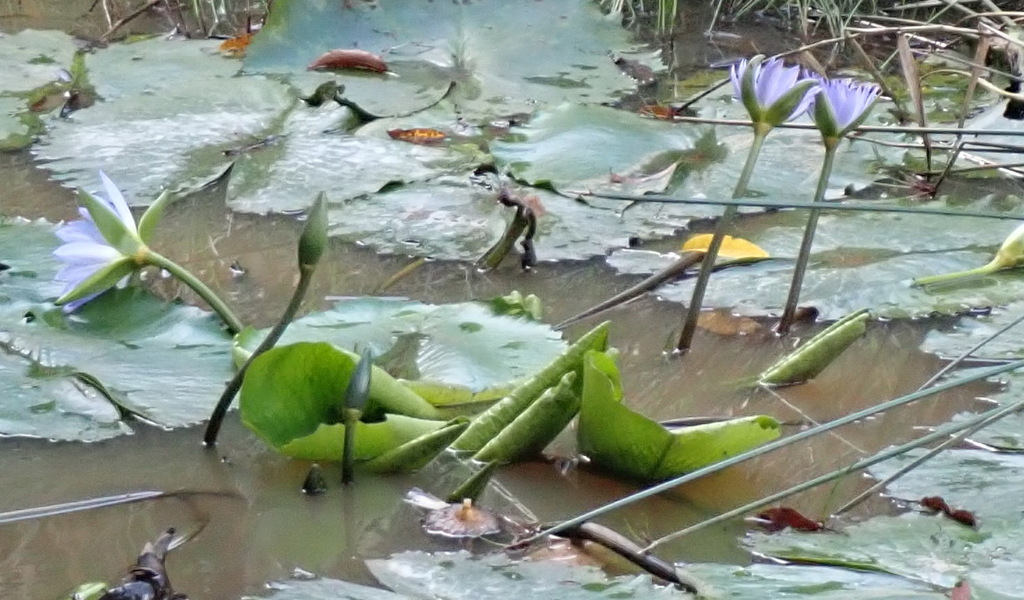 Blue Water Lily from Pledge Nature Reserve, Knysna, 6570, South Africa ...