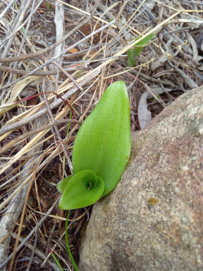Scented Orchid from Lakeside, Cape Town, 7945, South Africa on April 30 ...