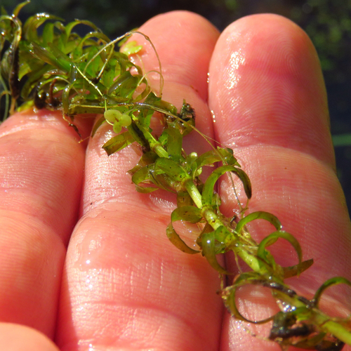 common waterweed (ADIRONDACK RESEARCH GUIDEBOOK) · iNaturalist